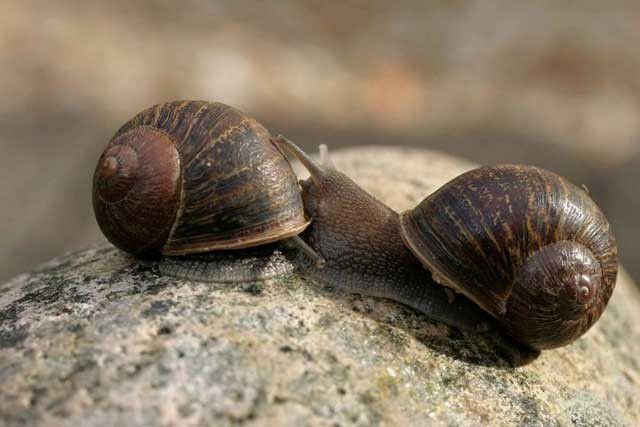 Deretan Fakta Unik Tentang Siput yang Belum Banyak Diketahui | Paragram.id