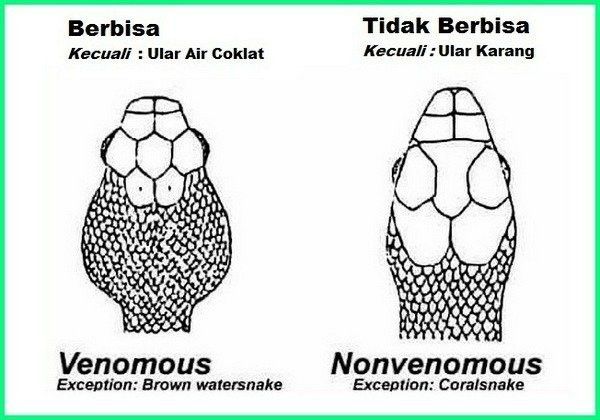 Ciri-Ciri Ular Berbisa dan Pertolongan Pertama pada Gigitan Ular ...