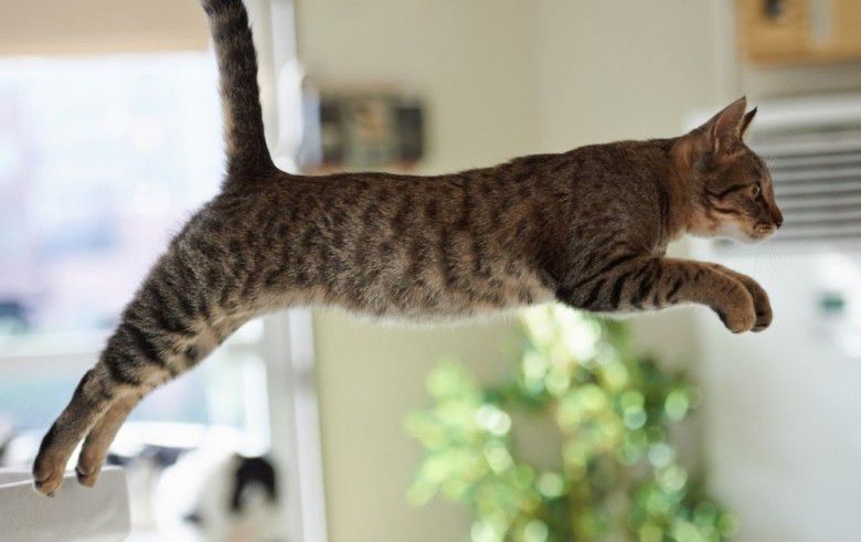 Apa Bener Kucing Punya Sembilan Nyawa? Simak Deh Penjelasannya ...