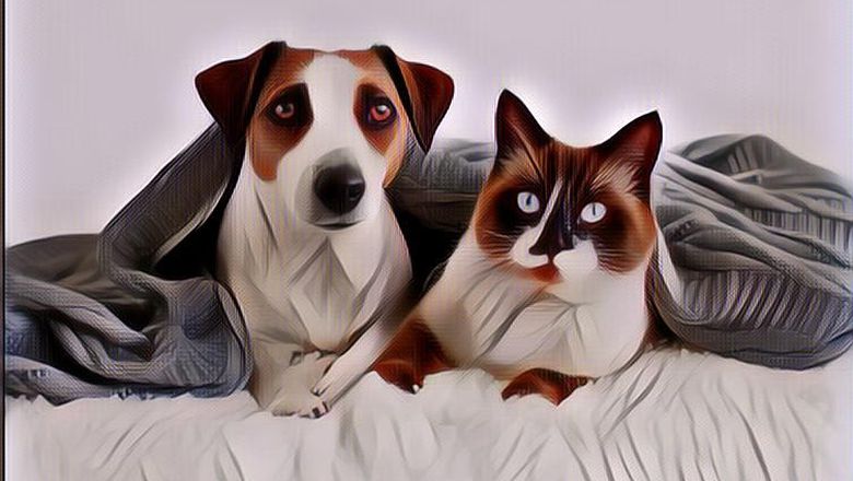 Ini Lho Penjelasan Kenapa Anjing dan Kucing Gak Pernah Bisa Akur ...